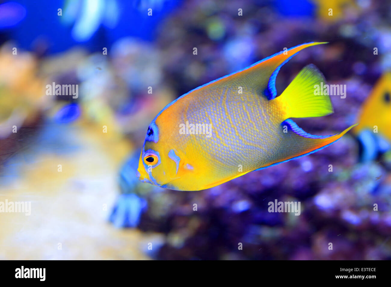 Juvenile angel fish hi-res stock photography and images - Alamy