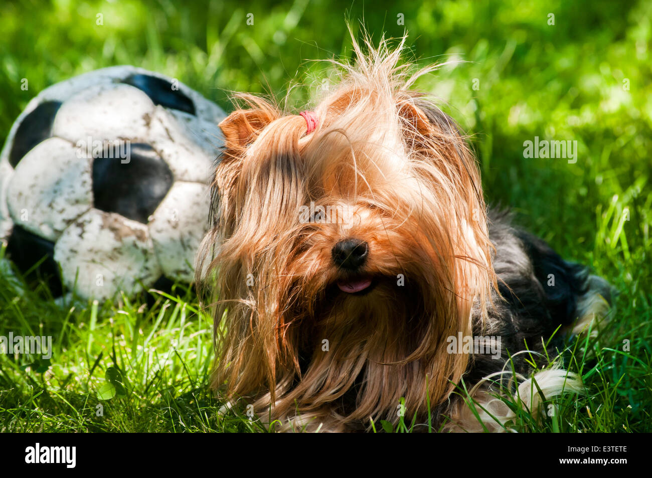 Yorkshire Terrier and football Stock Photo - Alamy