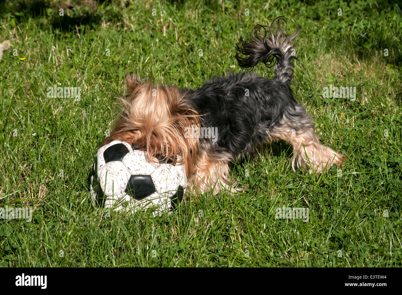 Yorkshire Terrier and football Stock Photo - Alamy