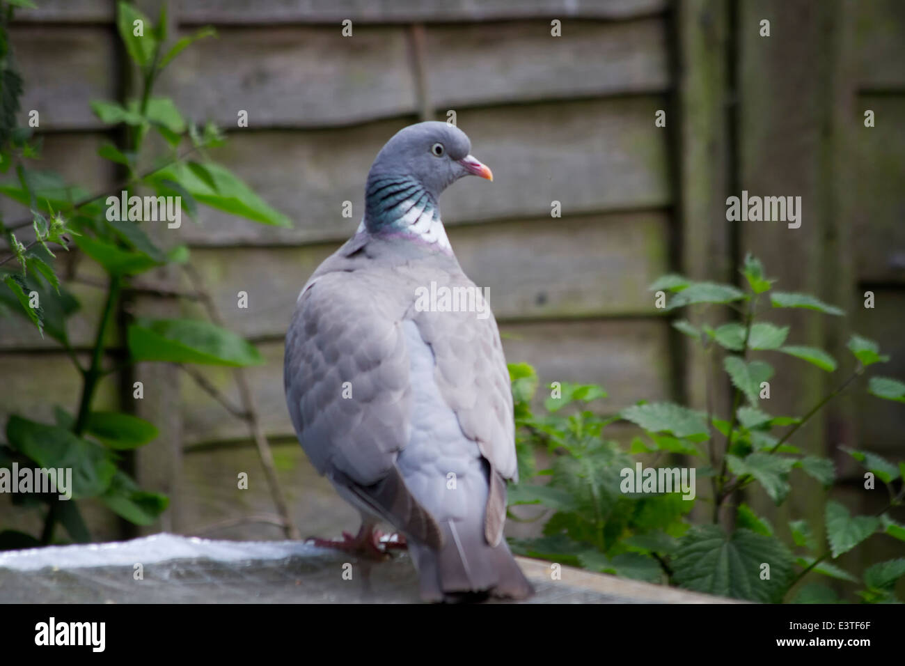 Domestic pigeon uk hi-res stock photography and images - Alamy