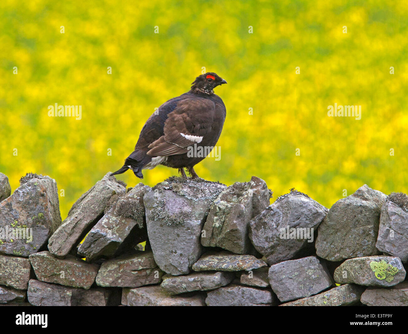 Male black grouse hi-res stock photography and images - Alamy
