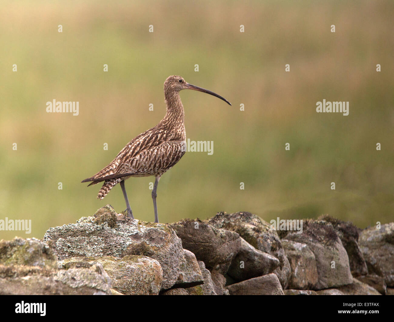 Stone Curlew England High Resolution Stock Photography and Images - Alamy