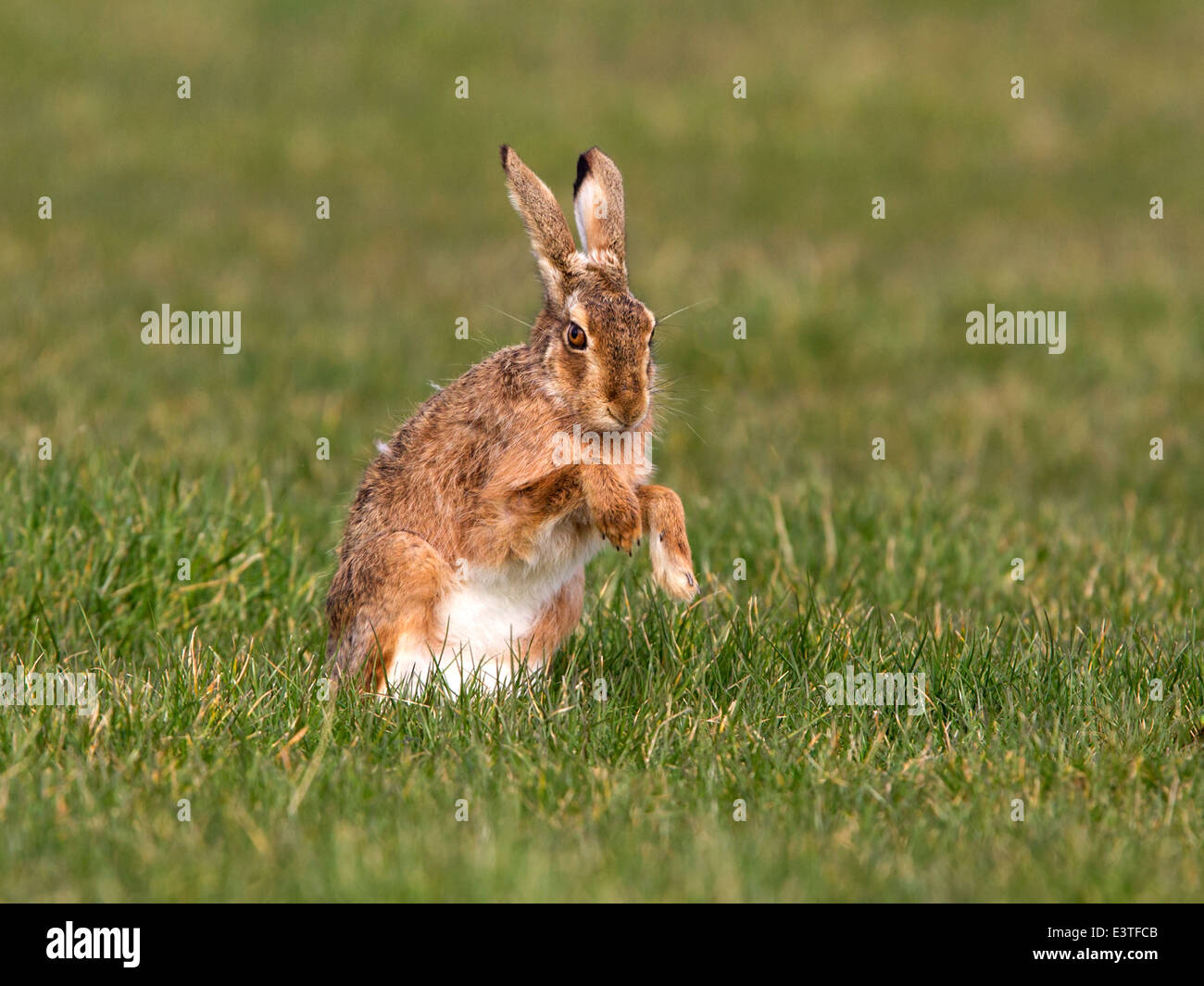 European brown hare sitting front legs raised Stock Photo - Alamy