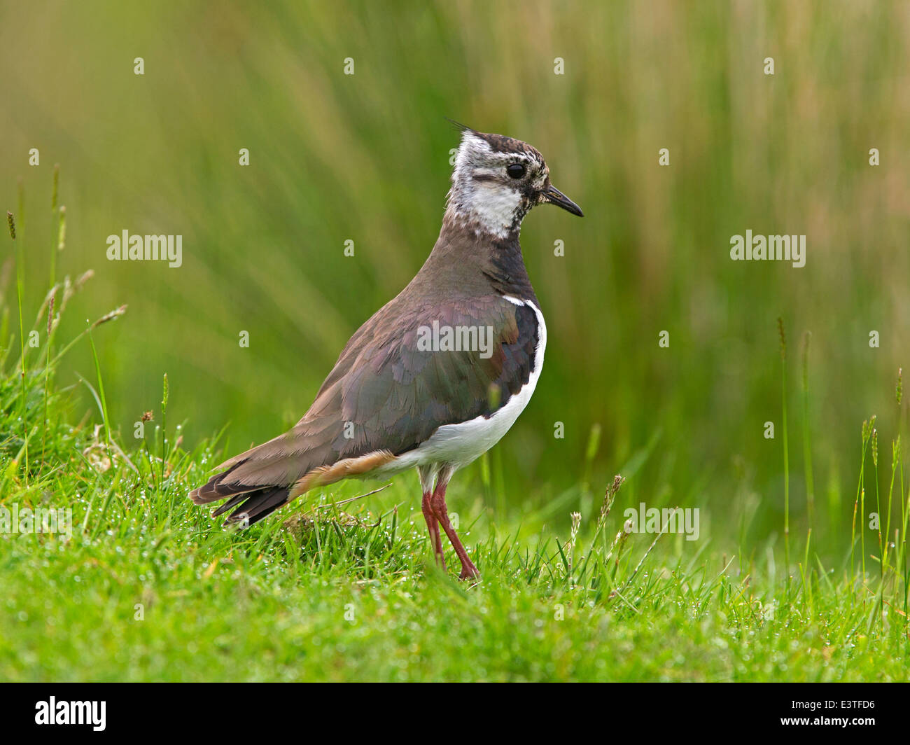 Female northern Lapwing in moorland Stock Photo - Alamy