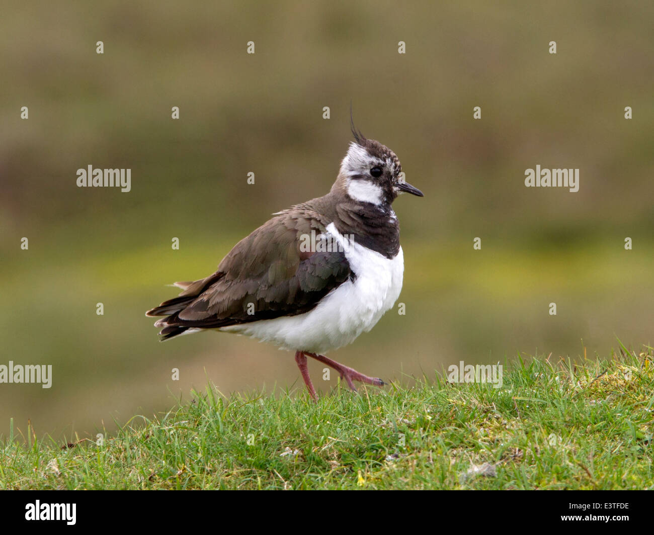 Northern lapwing vanellus vanellus female hi-res stock photography and ...