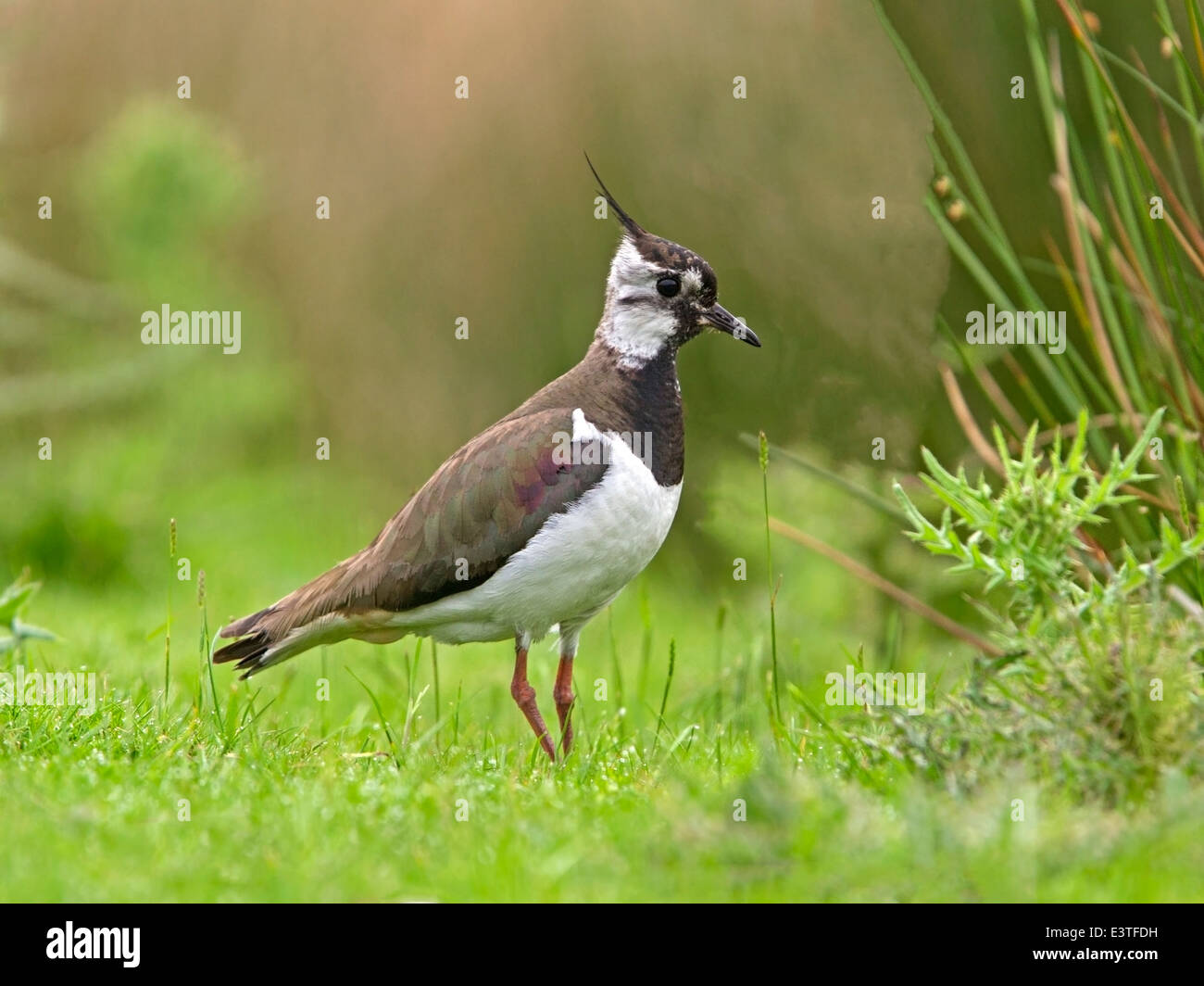 Northern lapwing hi-res stock photography and images - Alamy