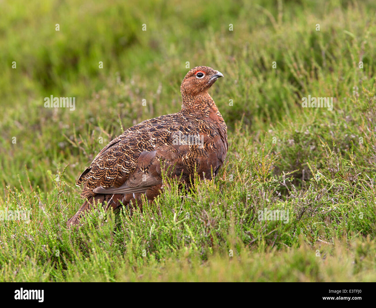 Male grouse hi-res stock photography and images - Alamy