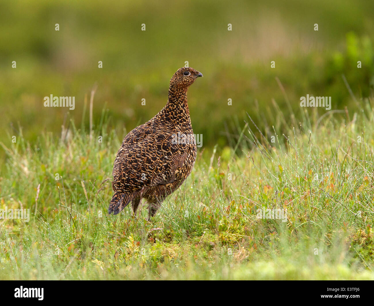 Female red grouse Stock Photo - Alamy