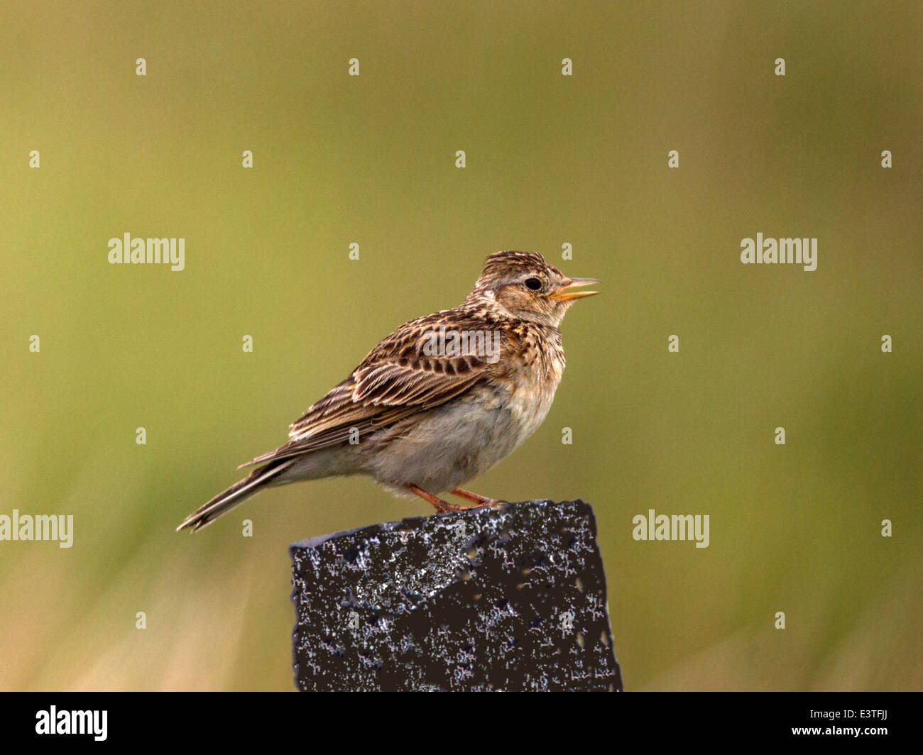 Common lark hi-res stock photography and images - Alamy