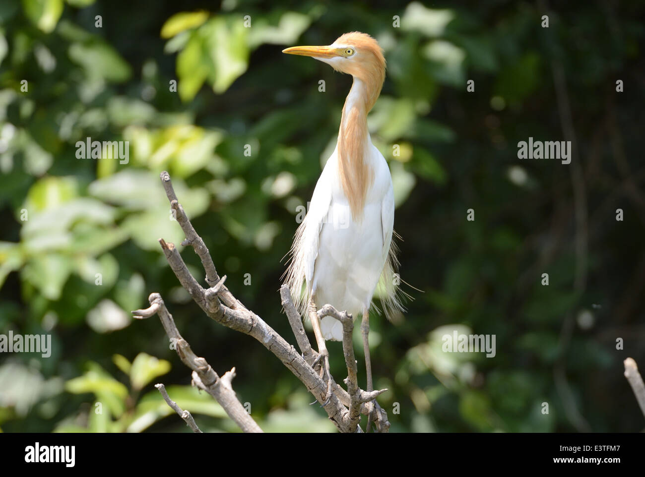 India, Karnataka, Ranganthittu Bird Sanctuary, Cattle Egret Stock Photo ...
