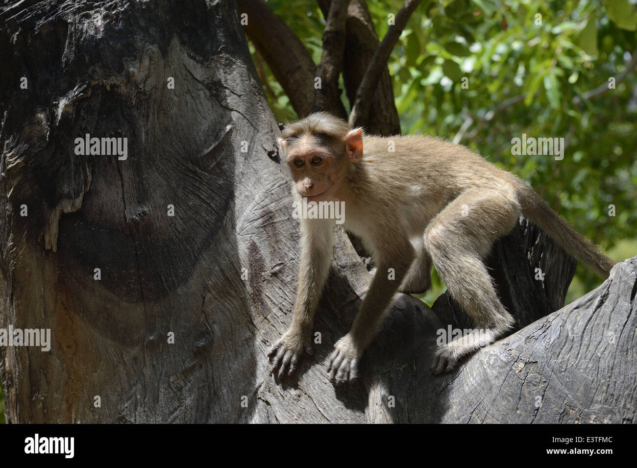 India, Shivanasamudra Falls, Monkey, Karnataka Stock Photo - Alamy