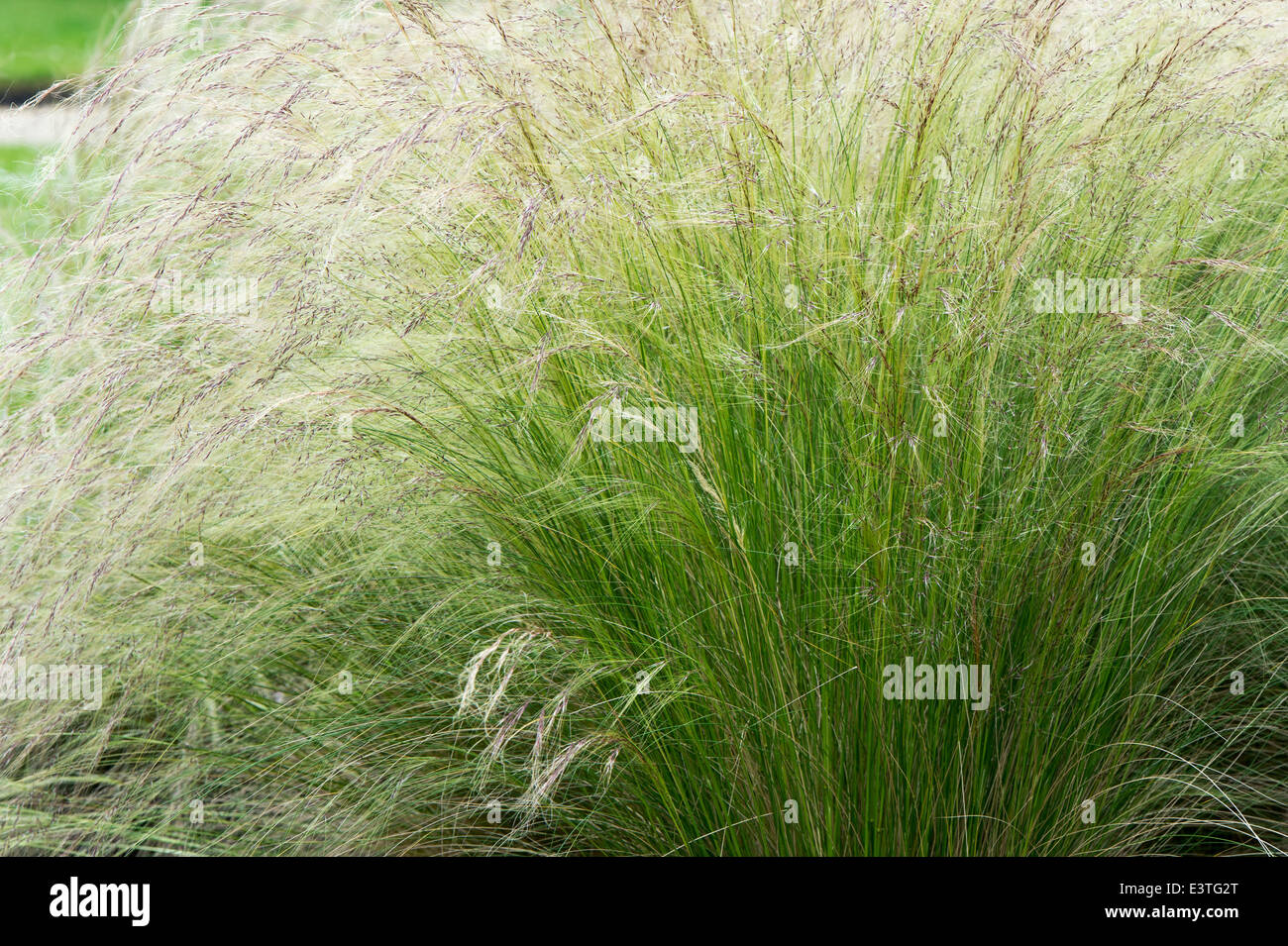 Ornamental grasses border grasses hi-res stock photography and images ...