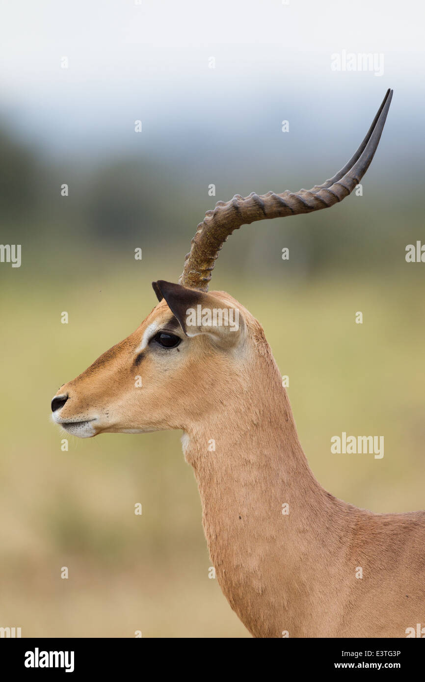 A side profile of a male impala Stock Photo - Alamy