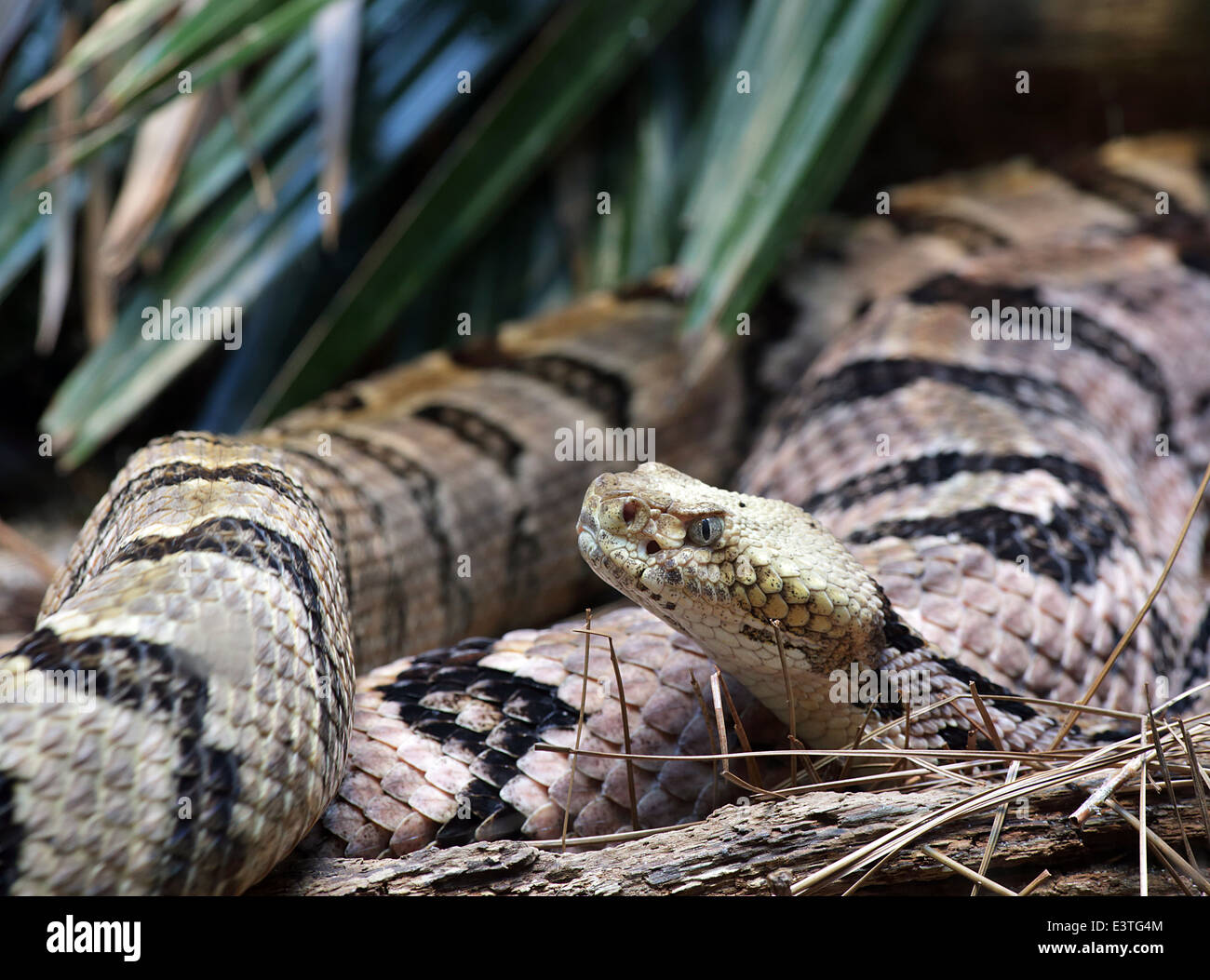 Canebreak Rattlesnake Columbia, South Carolina,18th july 2013 Stock ...