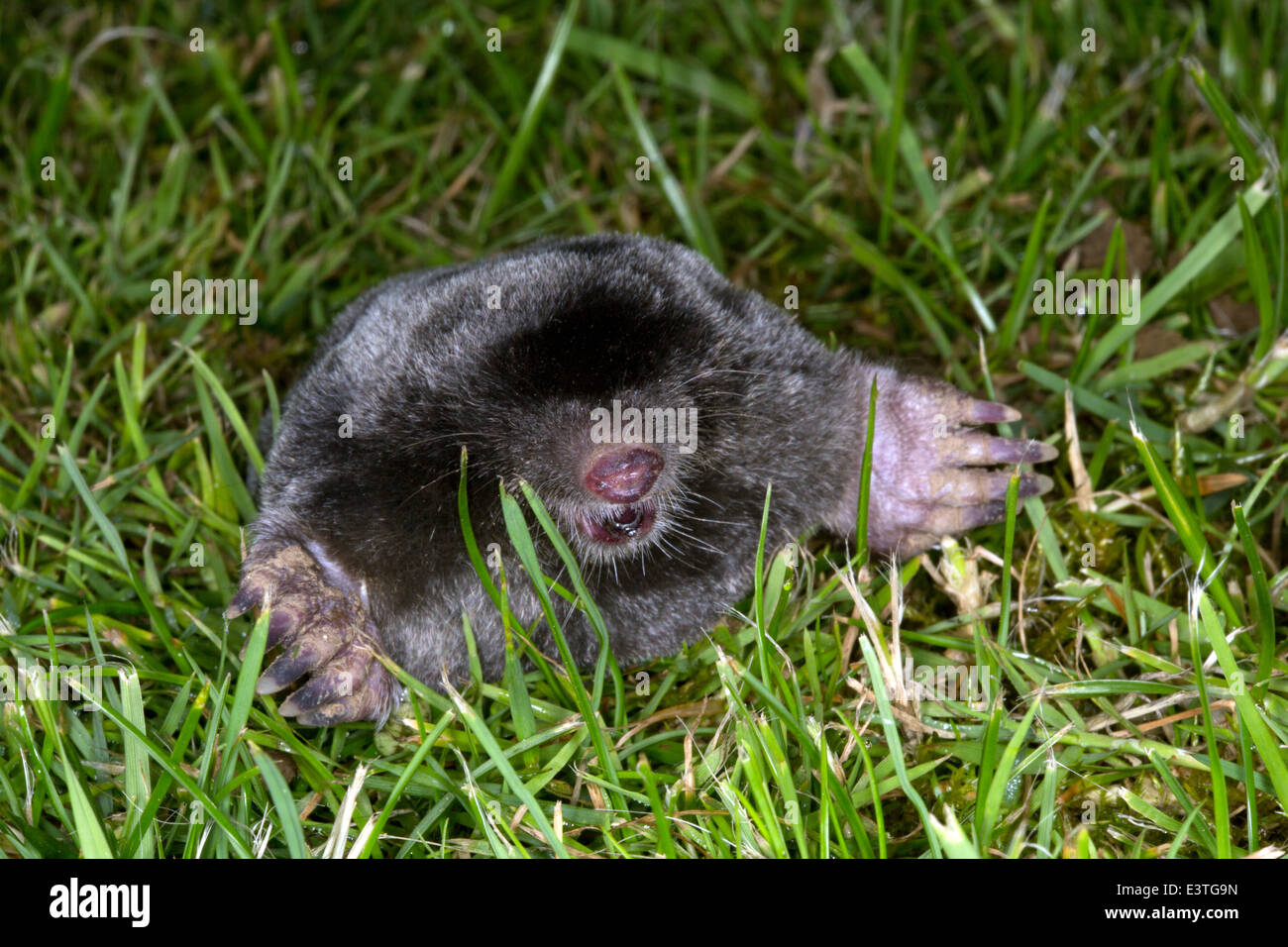 Burrowing Mole High Resolution Stock Photography and Images - Alamy