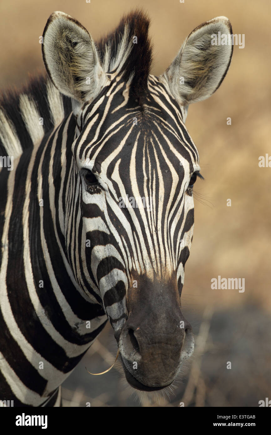 A plains zebra photographed in the Kruger National Park in South Africa ...