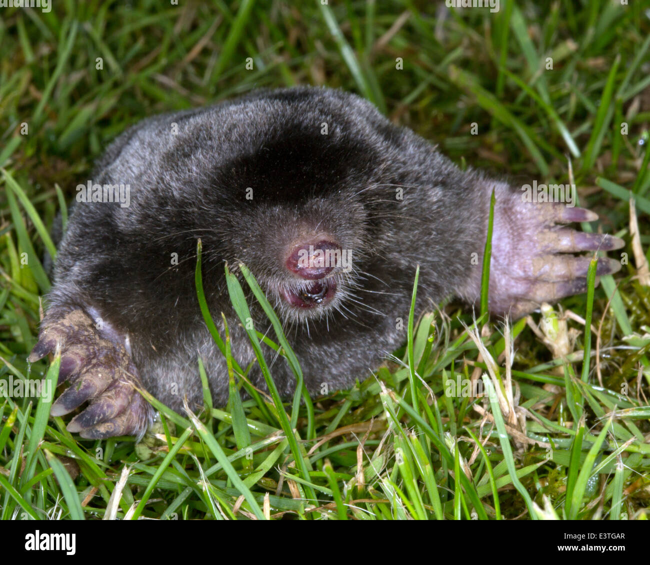 Mole Digging High Resolution Stock Photography and Images - Alamy