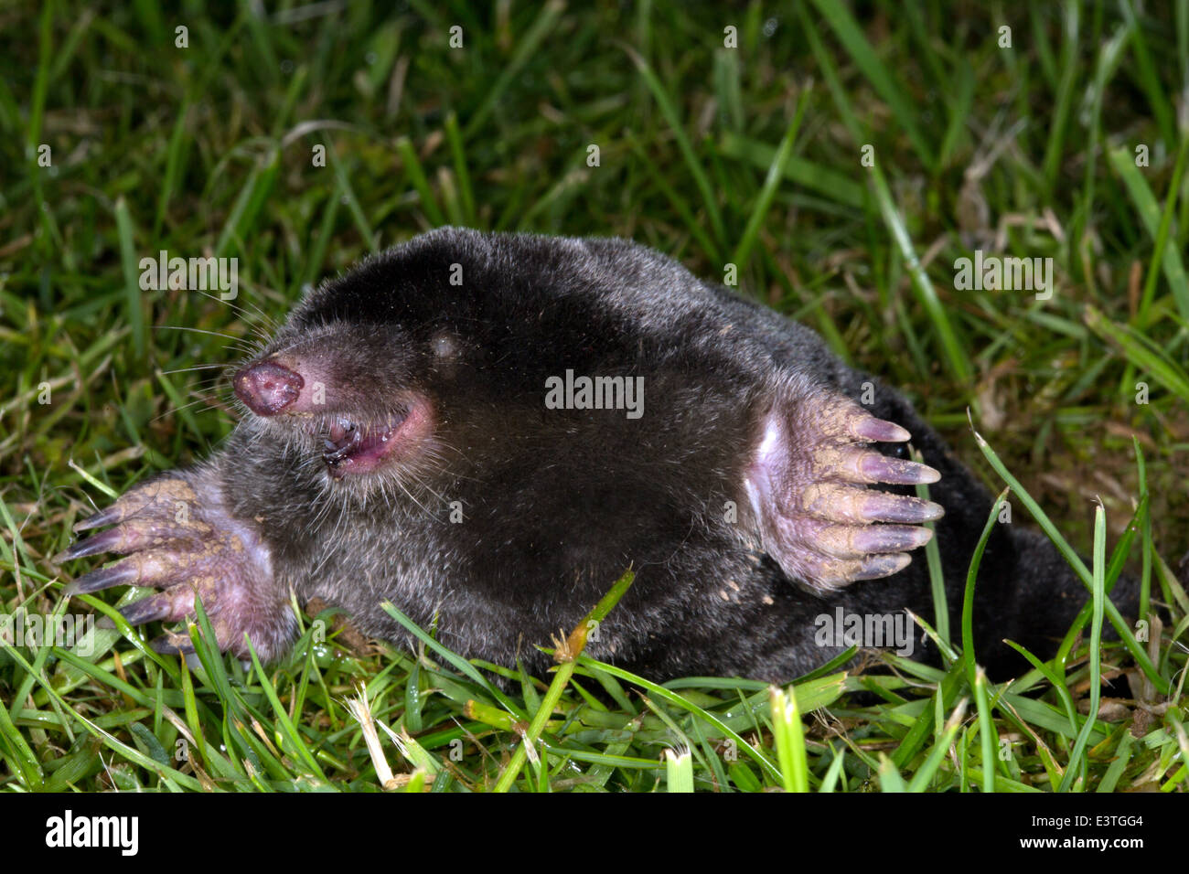 Mole digging hi-res stock photography and images - Alamy