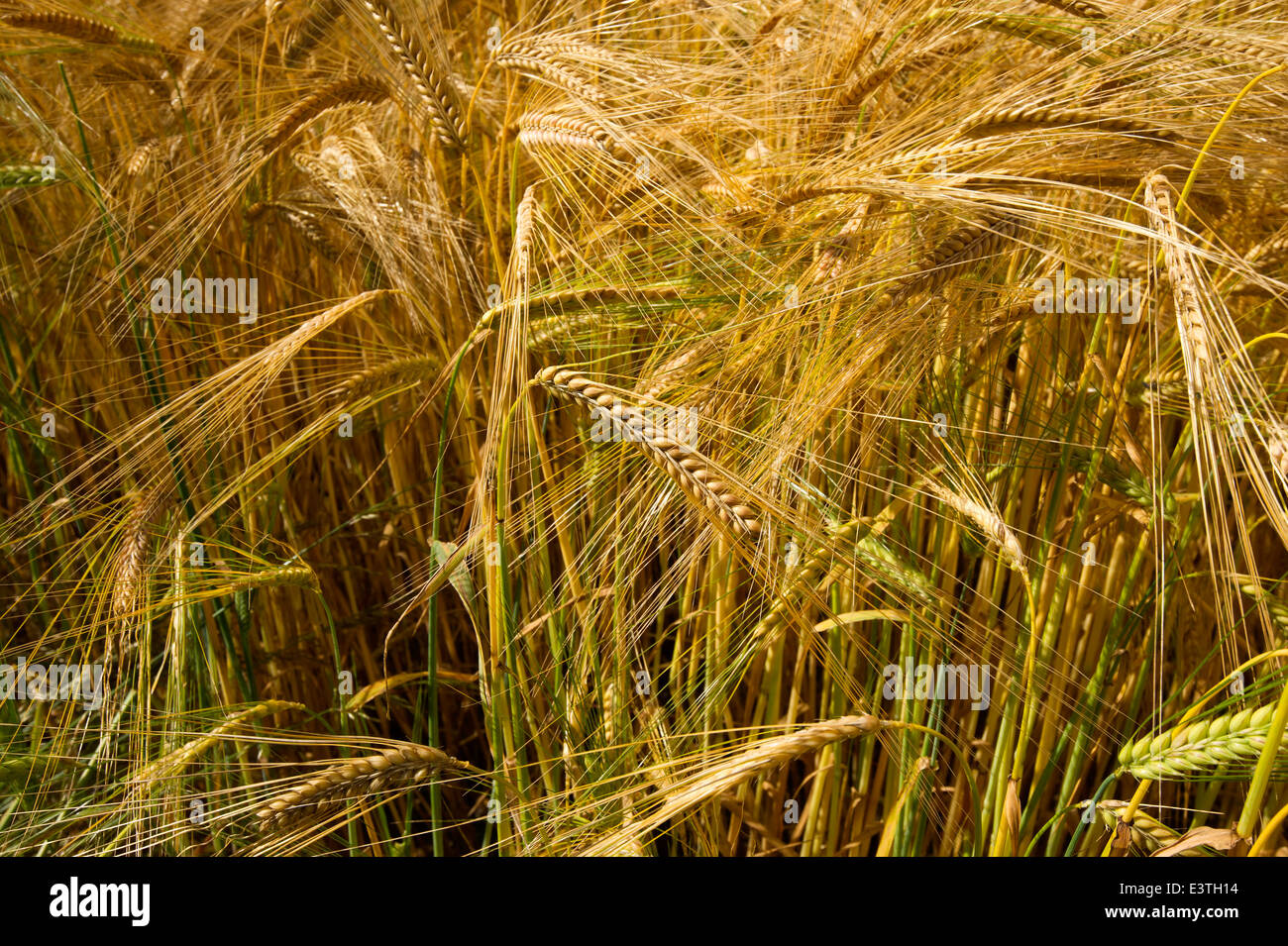 Barley field crop harvest hi-res stock photography and images - Alamy