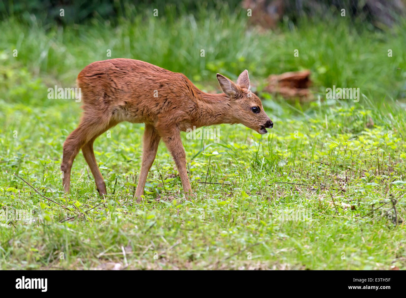 Fawn / Capreolus capreolus Stock Photo - Alamy