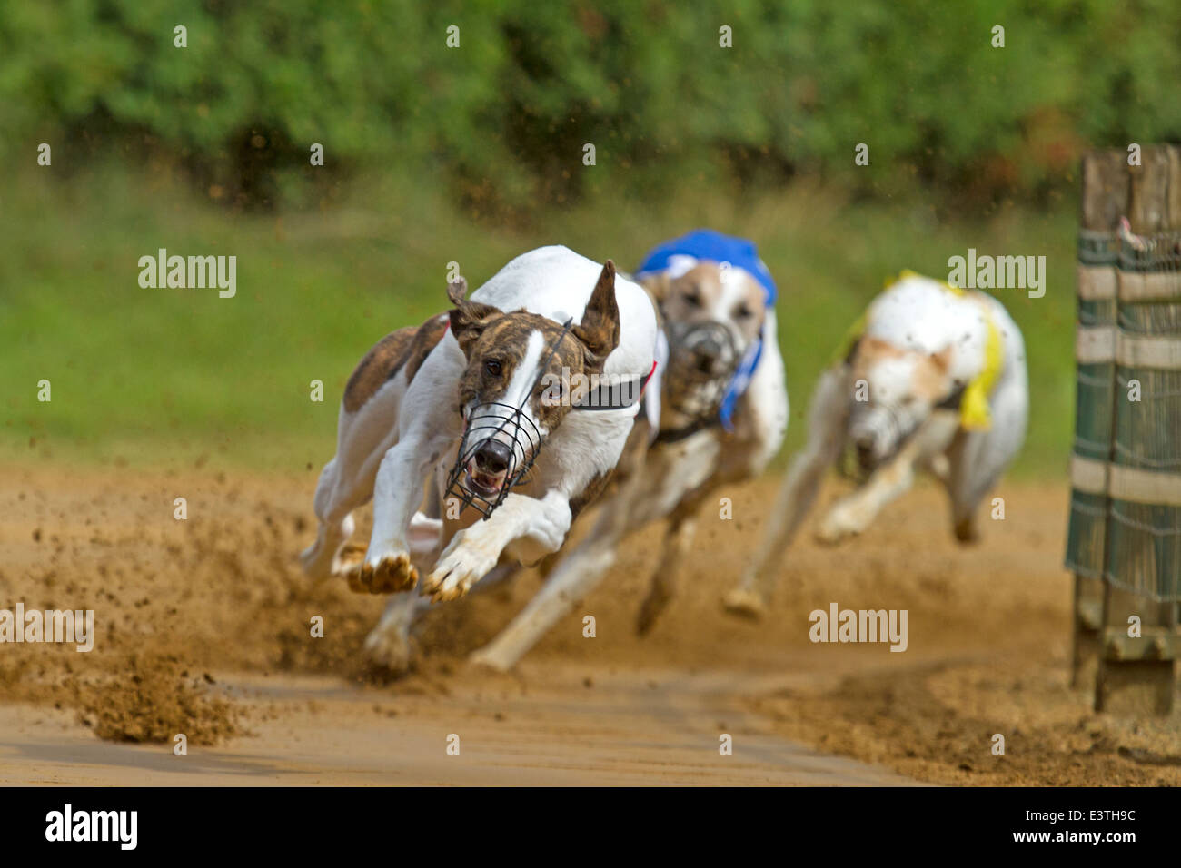 Greyhound race hi-res stock photography and images - Alamy