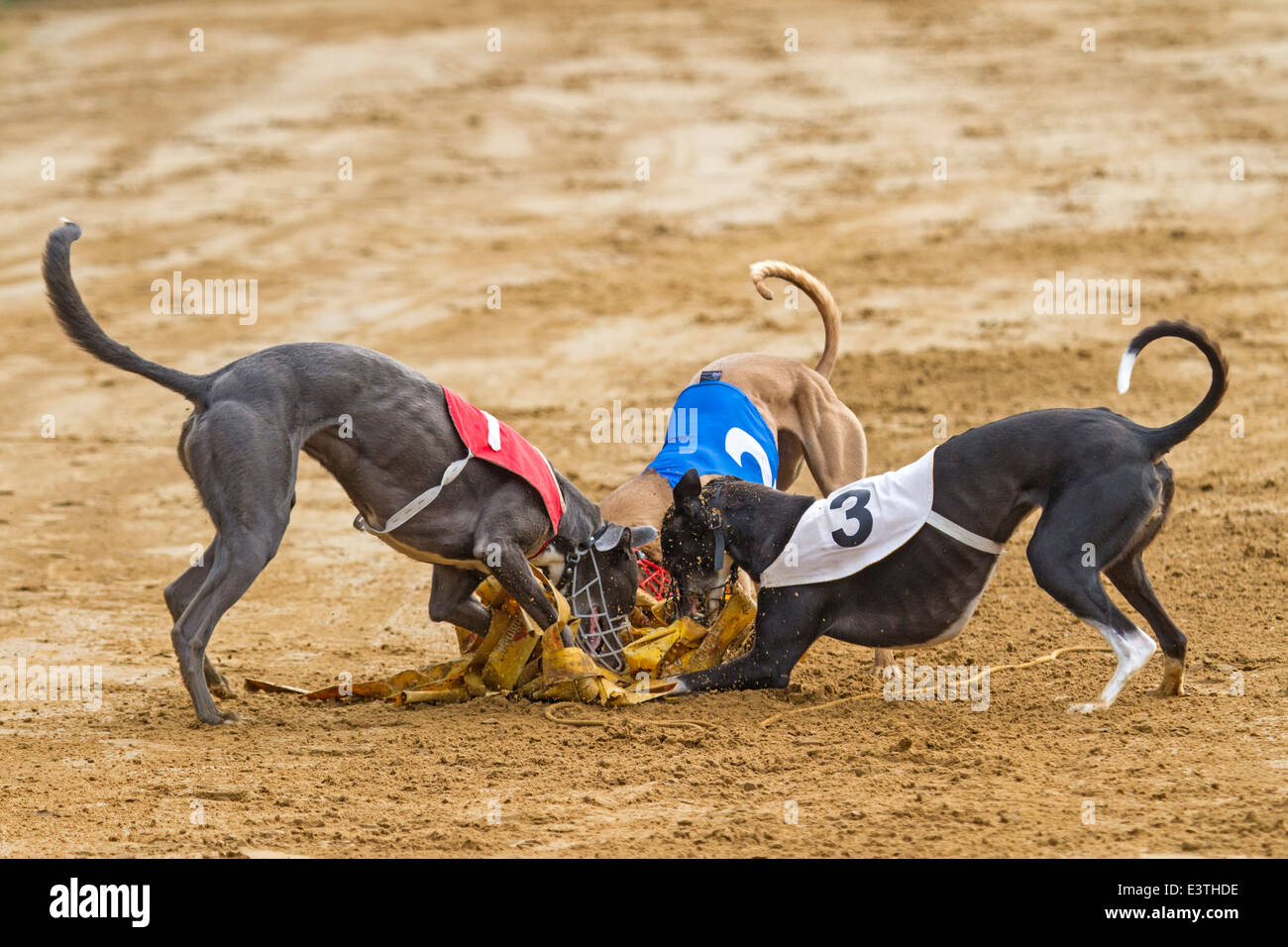 Greyhound racing, Hamburg, Germany Stock Photo - Alamy