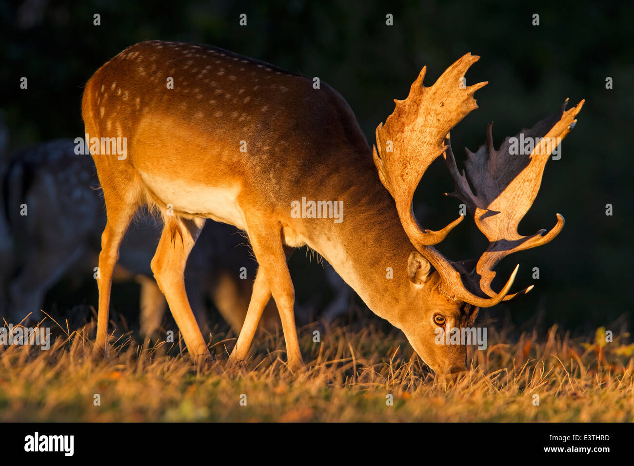 Fallow Deer / Dama dama Stock Photo - Alamy