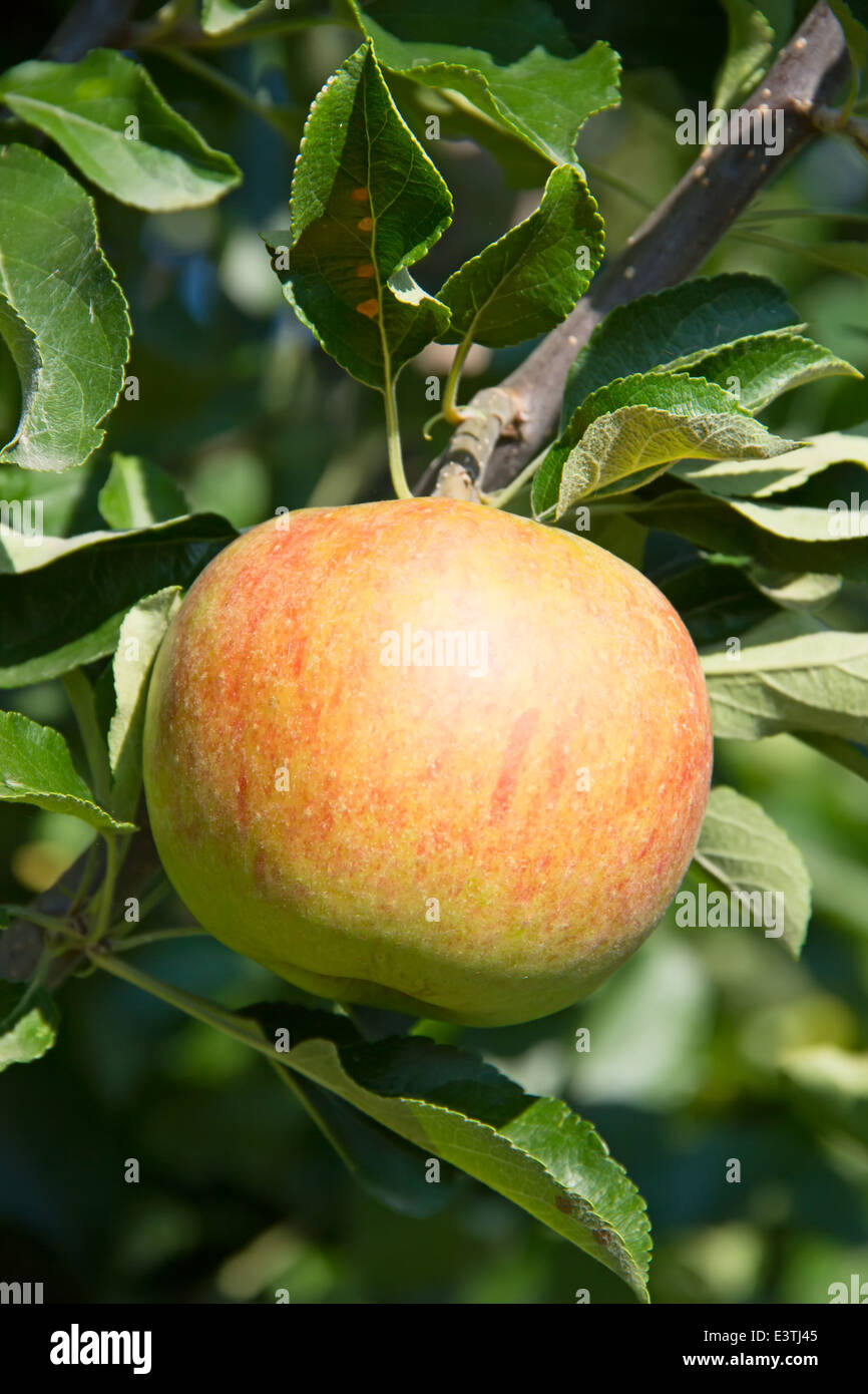 Apple garden full of riped red apples Stock Photo - Alamy