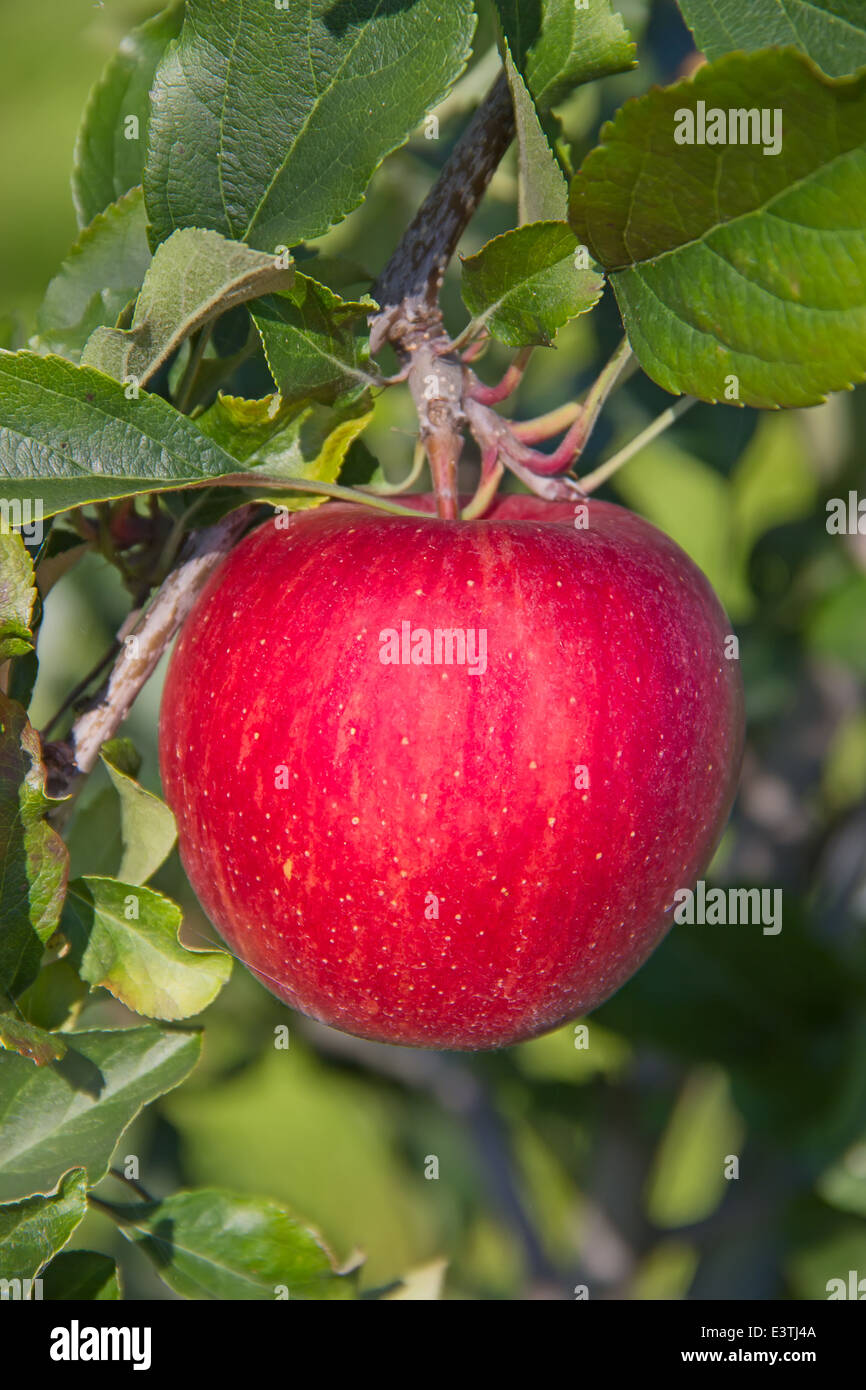 Apple garden full of riped red apples Stock Photo - Alamy