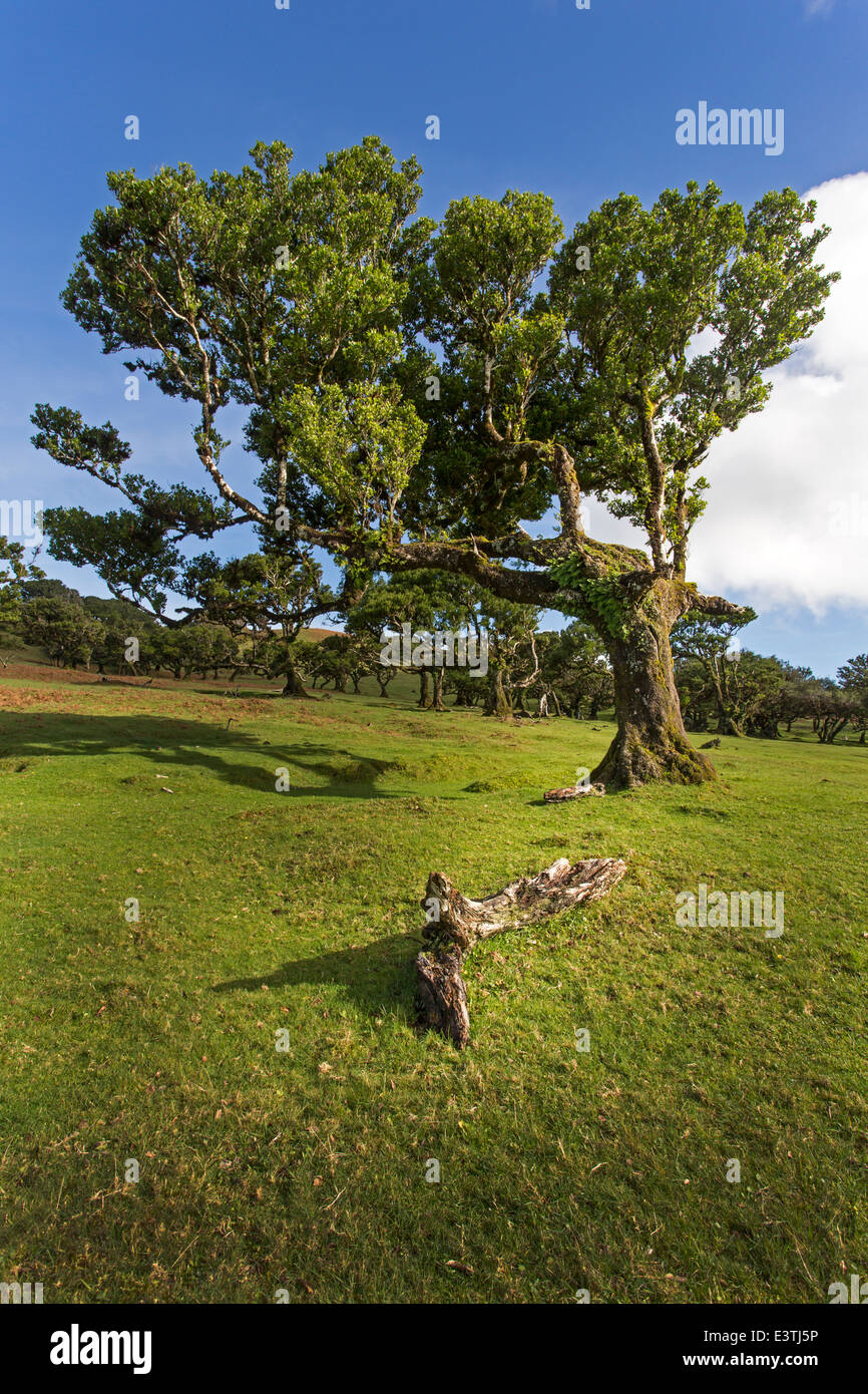 Old laurel trees hi-res stock photography and images - Alamy
