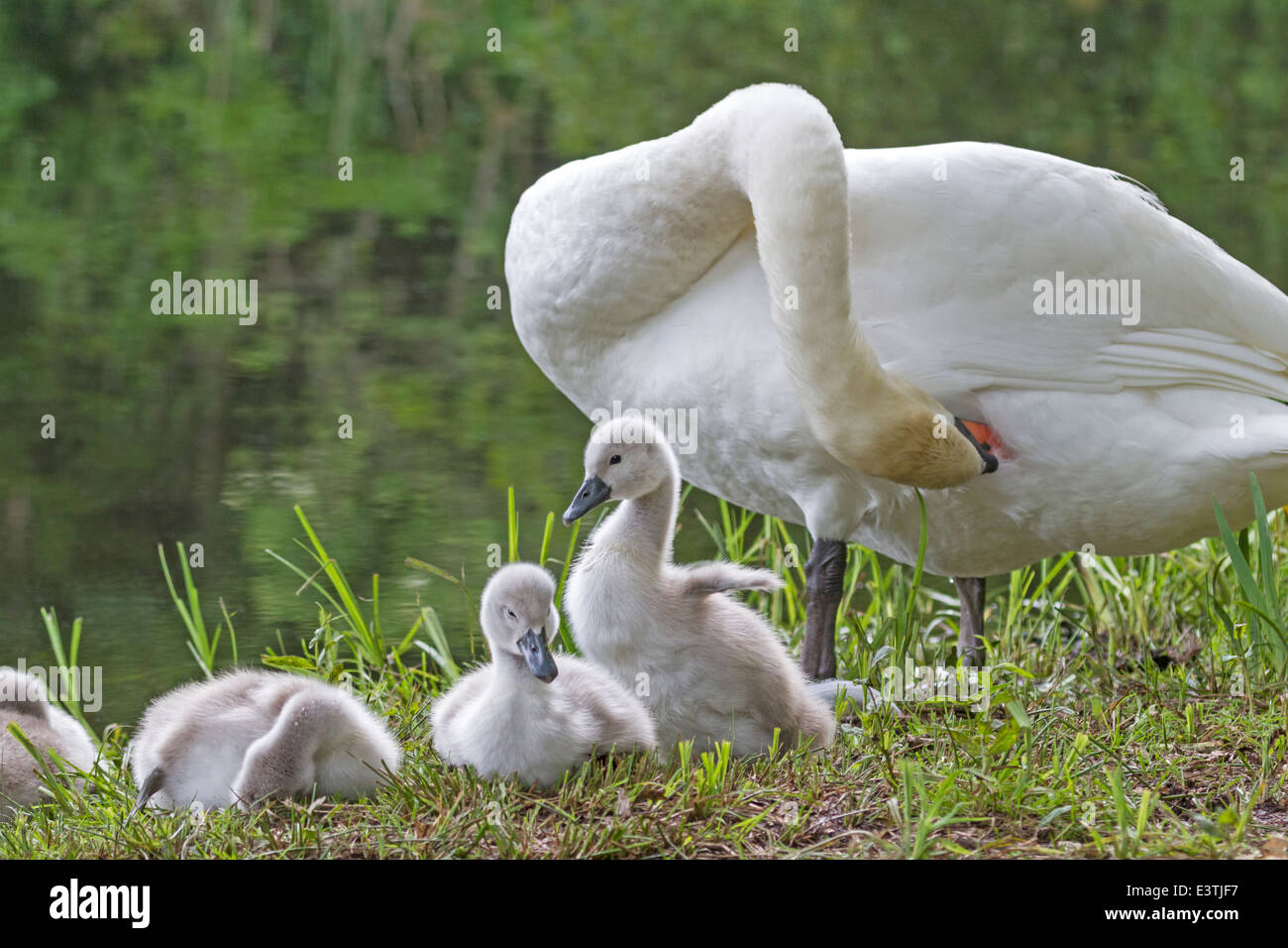 White swan with young animals / Cygnus olor Stock Photo - Alamy