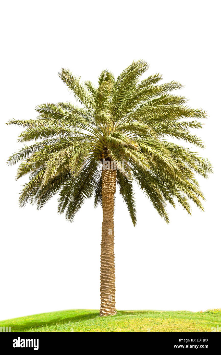 Date tree hi-res stock photography and images - Alamy