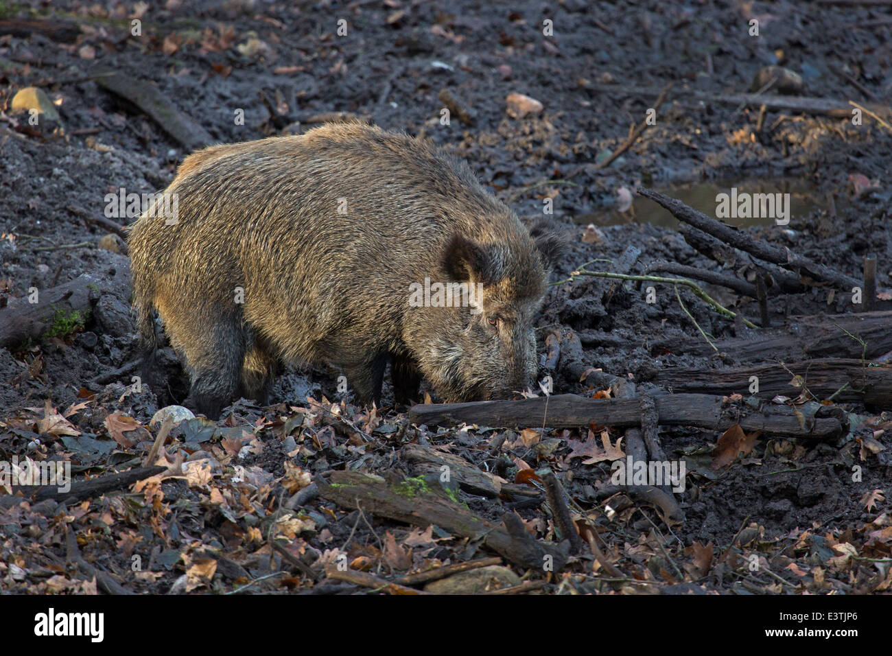 Wild boar, tusker in forest / Sus scrofa Stock Photo - Alamy