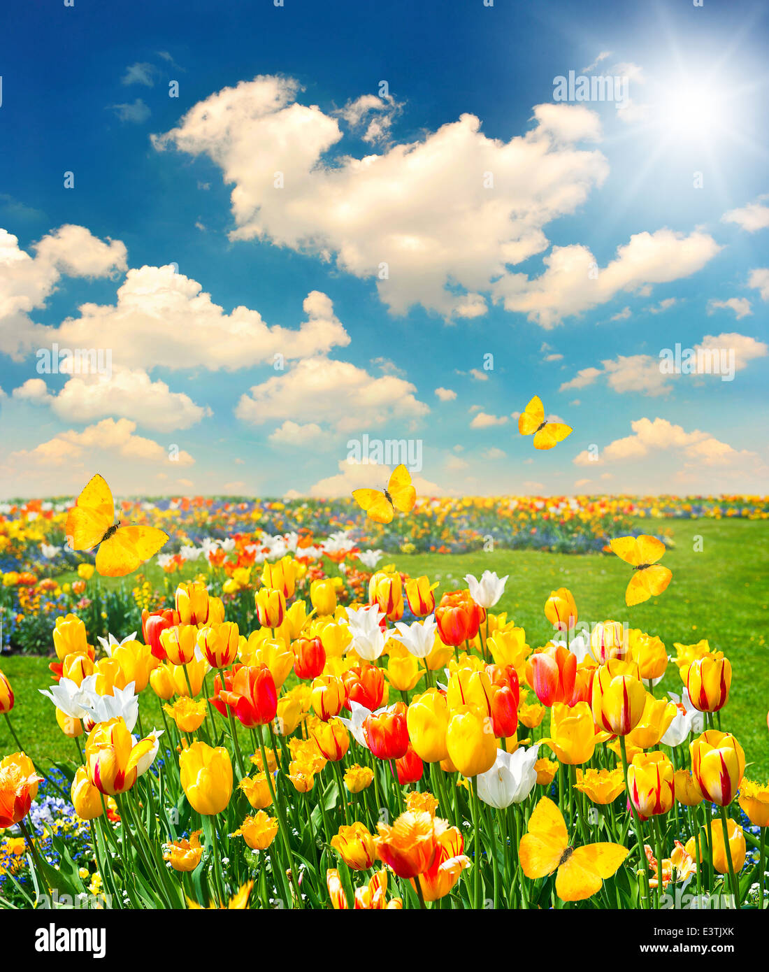 Butterfly butterflies spring summer hi-res stock photography and images ...