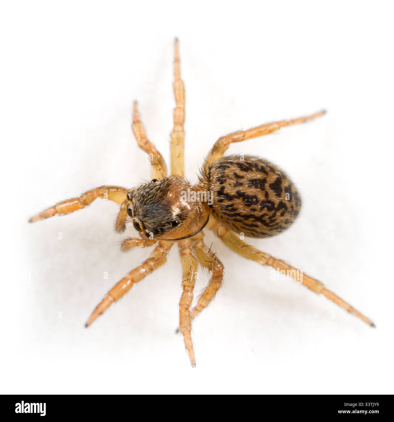 Female Euophrys frontalis spider, part of the family Salticidae ...