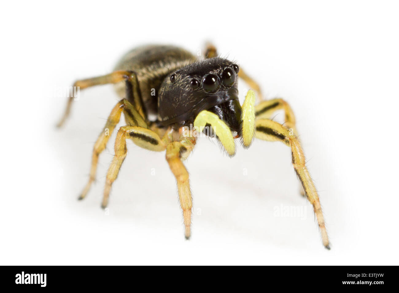 Female Heliophanus cupreus spider, part of the family Salticidae ...
