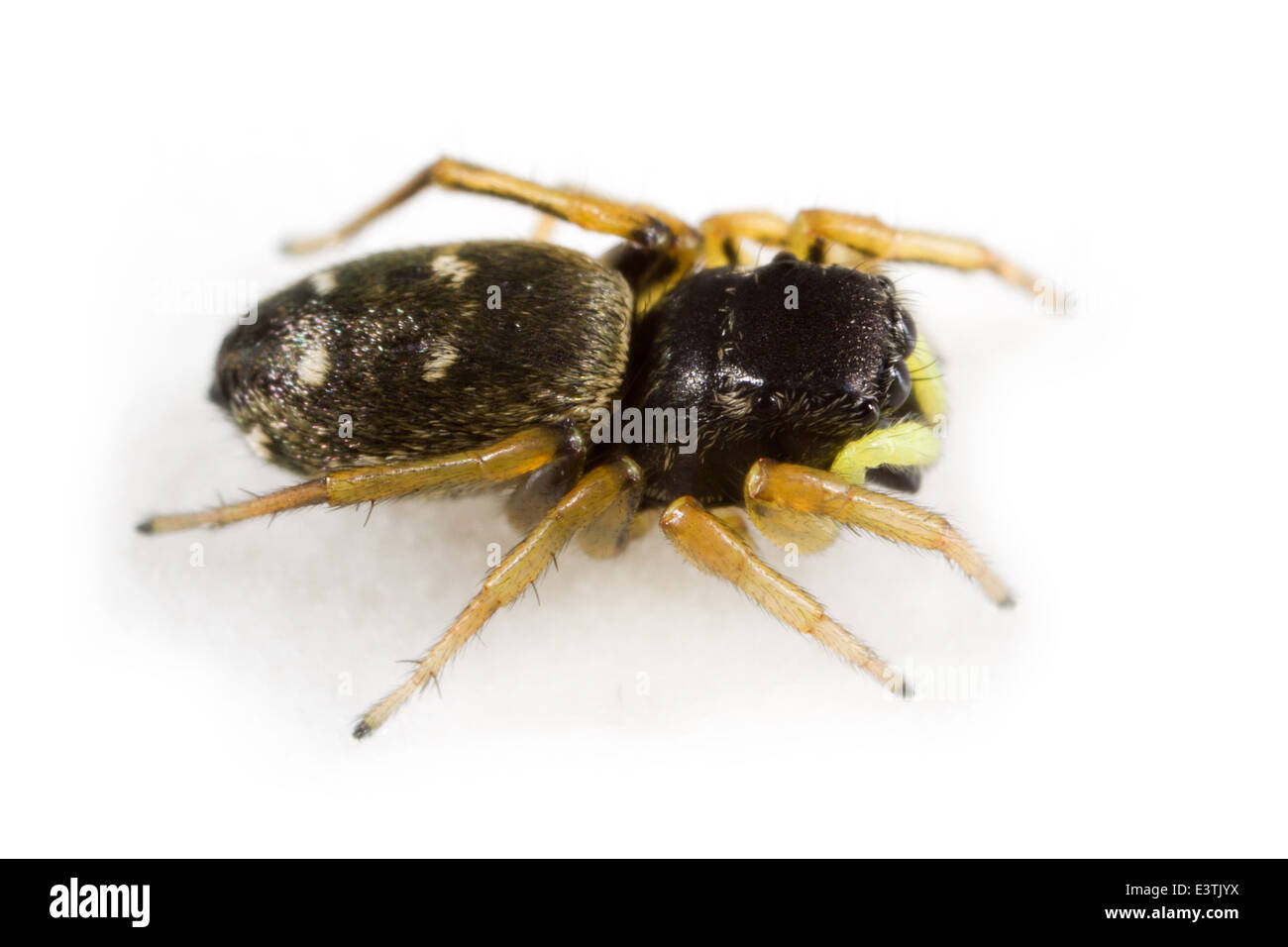 Female Heliophanus cupreus spider, part of the family Salticidae ...