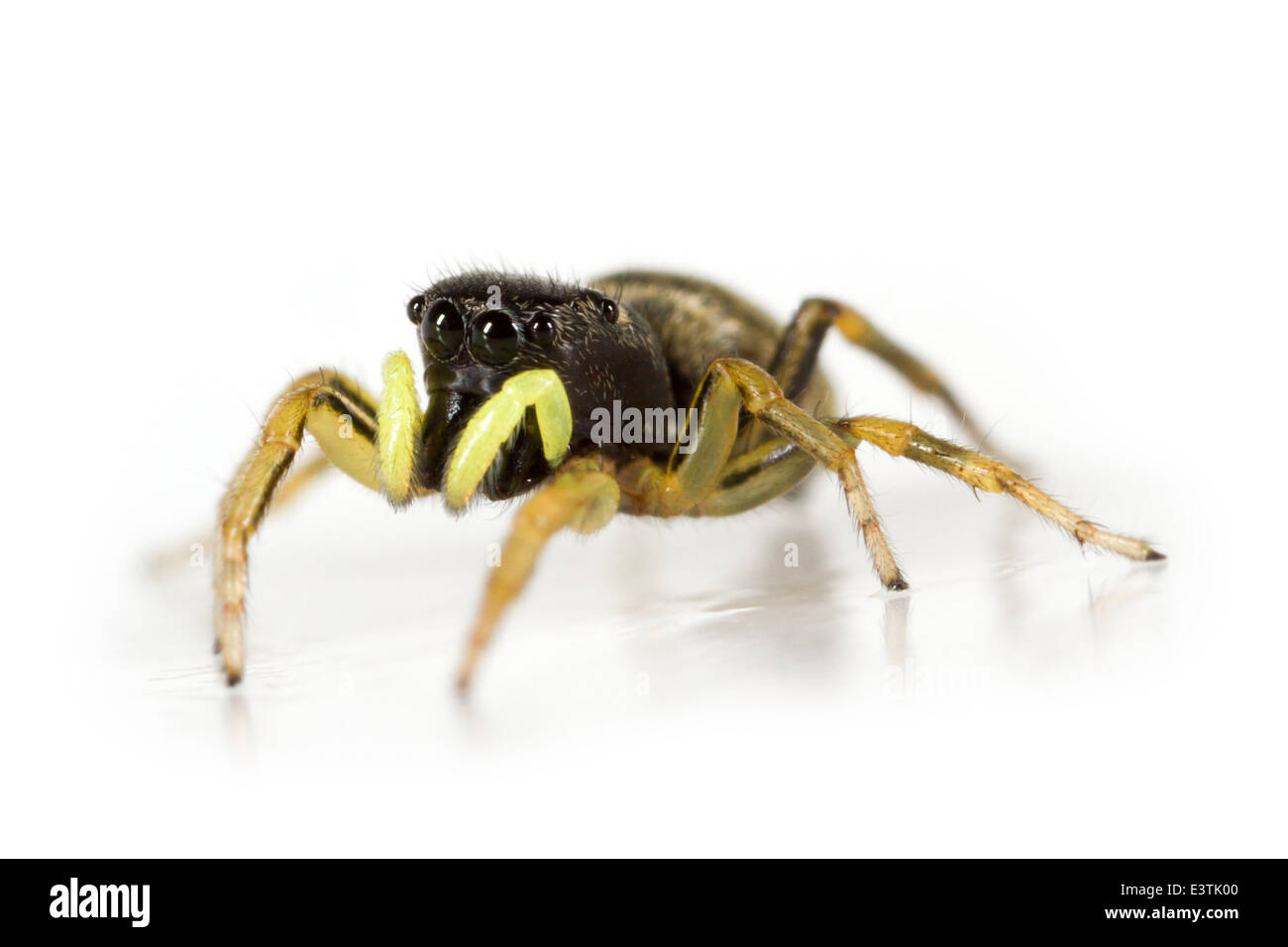 Female Heliophanus cupreus spider, part of the family Salticidae ...