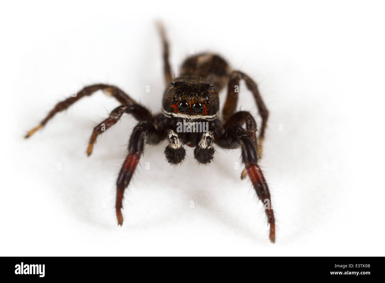 Pedipalp Stock Photos & Pedipalp Stock Images - Alamy