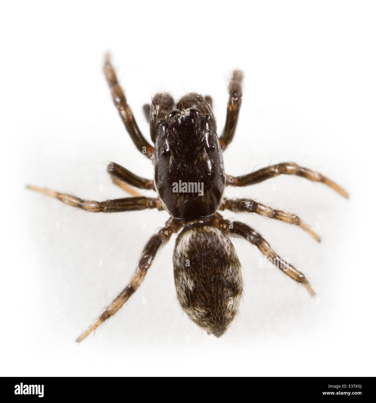 Palp palps pedipalp pedipalps hi-res stock photography and images - Alamy