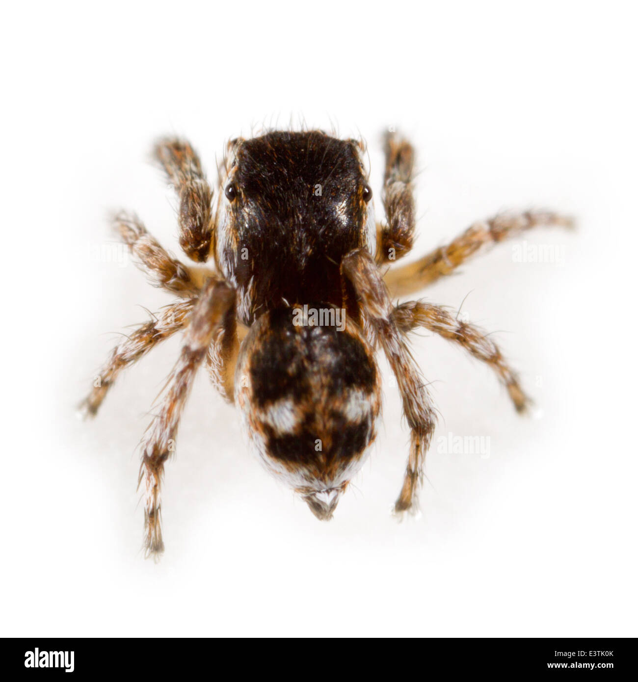 Male Sitticus saltator spider, part of the family Salticidae - Jumping ...
