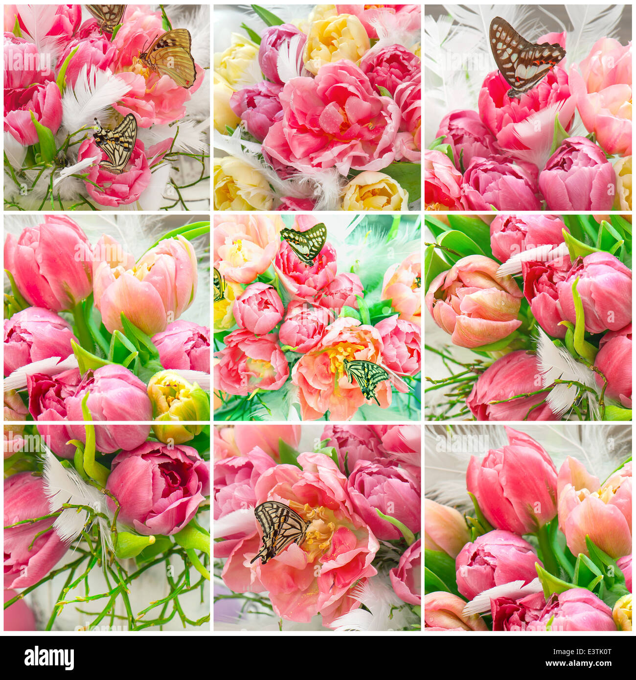 pink tulip flowers and beautiful butterflies. spring blossoms Stock ...