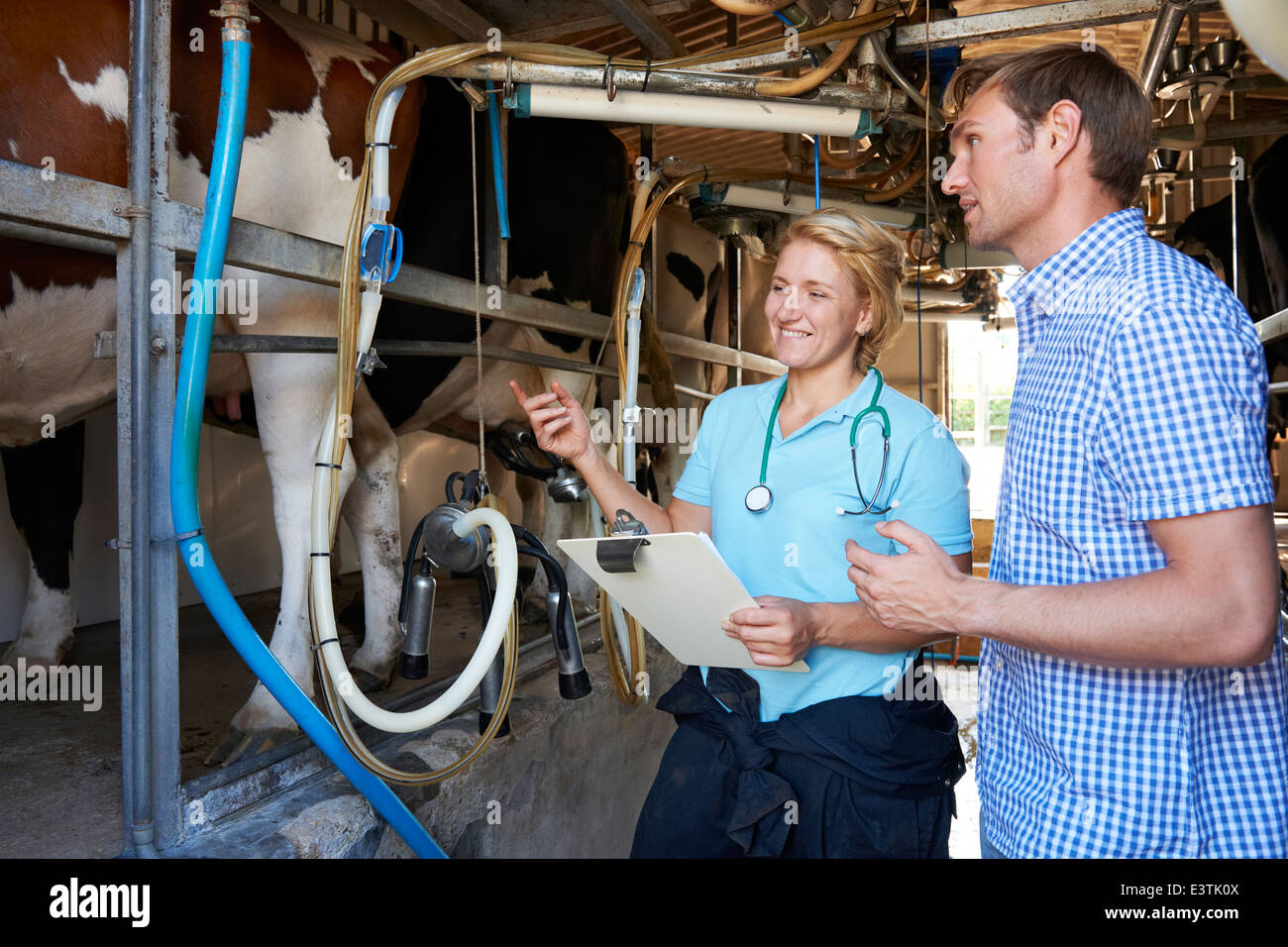 Vet cattle hi-res stock photography and images - Alamy