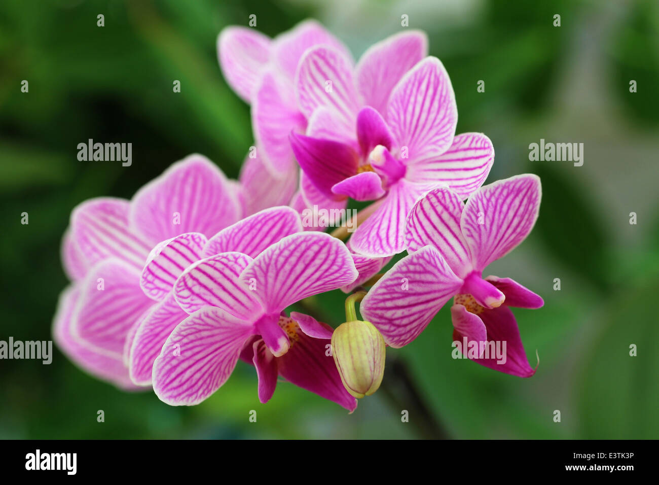 Closeup orchids hi-res stock photography and images - Alamy