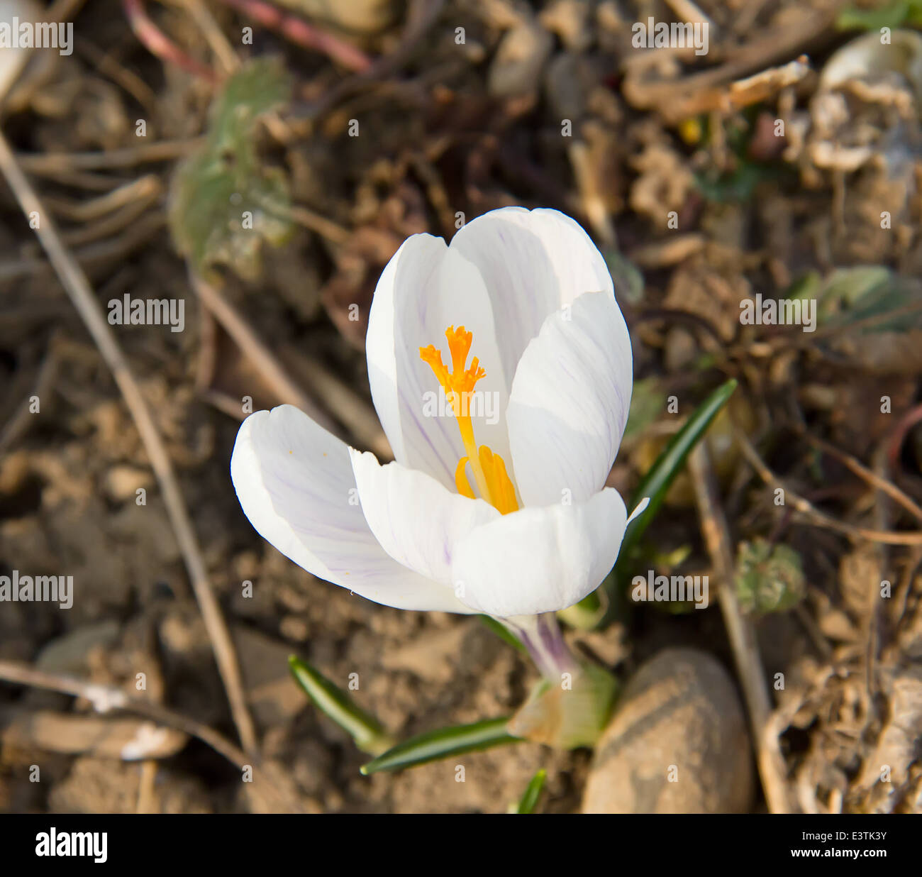 Sheffield park garden spring hi-res stock photography and images - Alamy