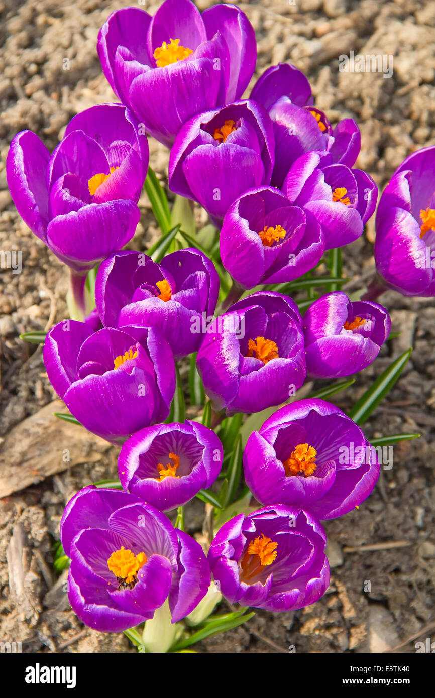 Crocuses first flowers of spring Stock Photo - Alamy