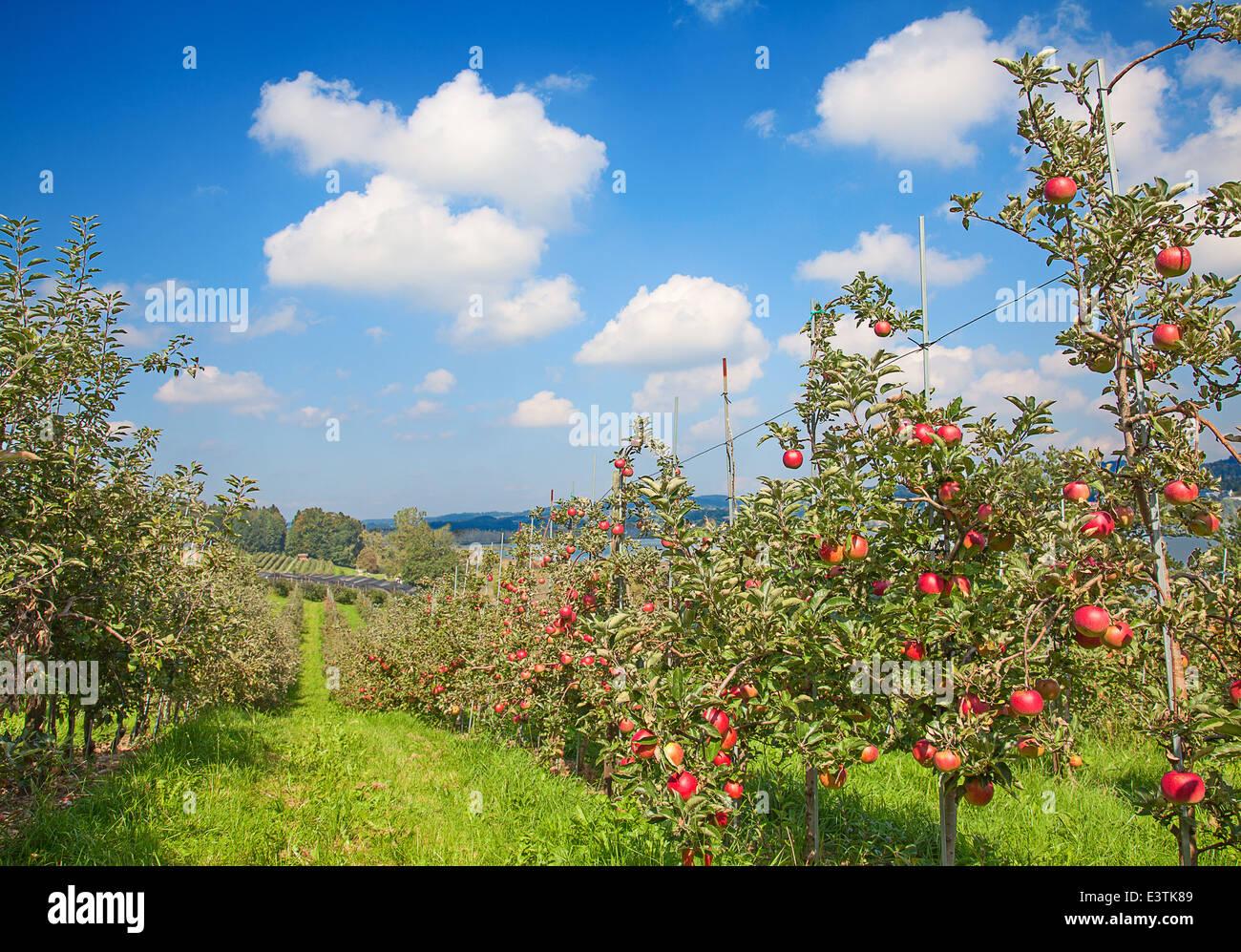 Apple garden full of riped red apples Stock Photo - Alamy