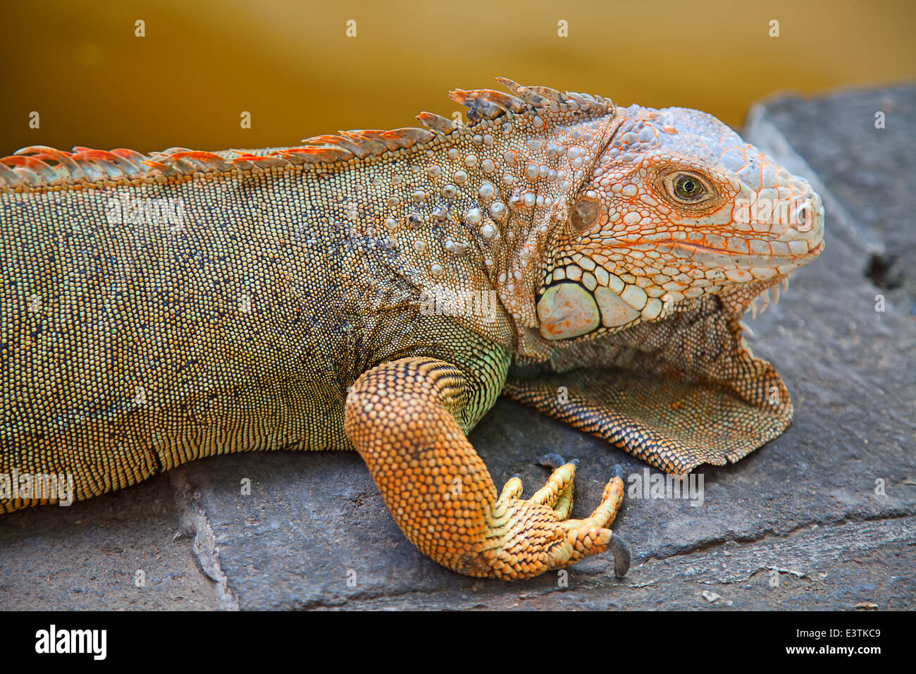 Young iguana in the zoo Stock Photo - Alamy
