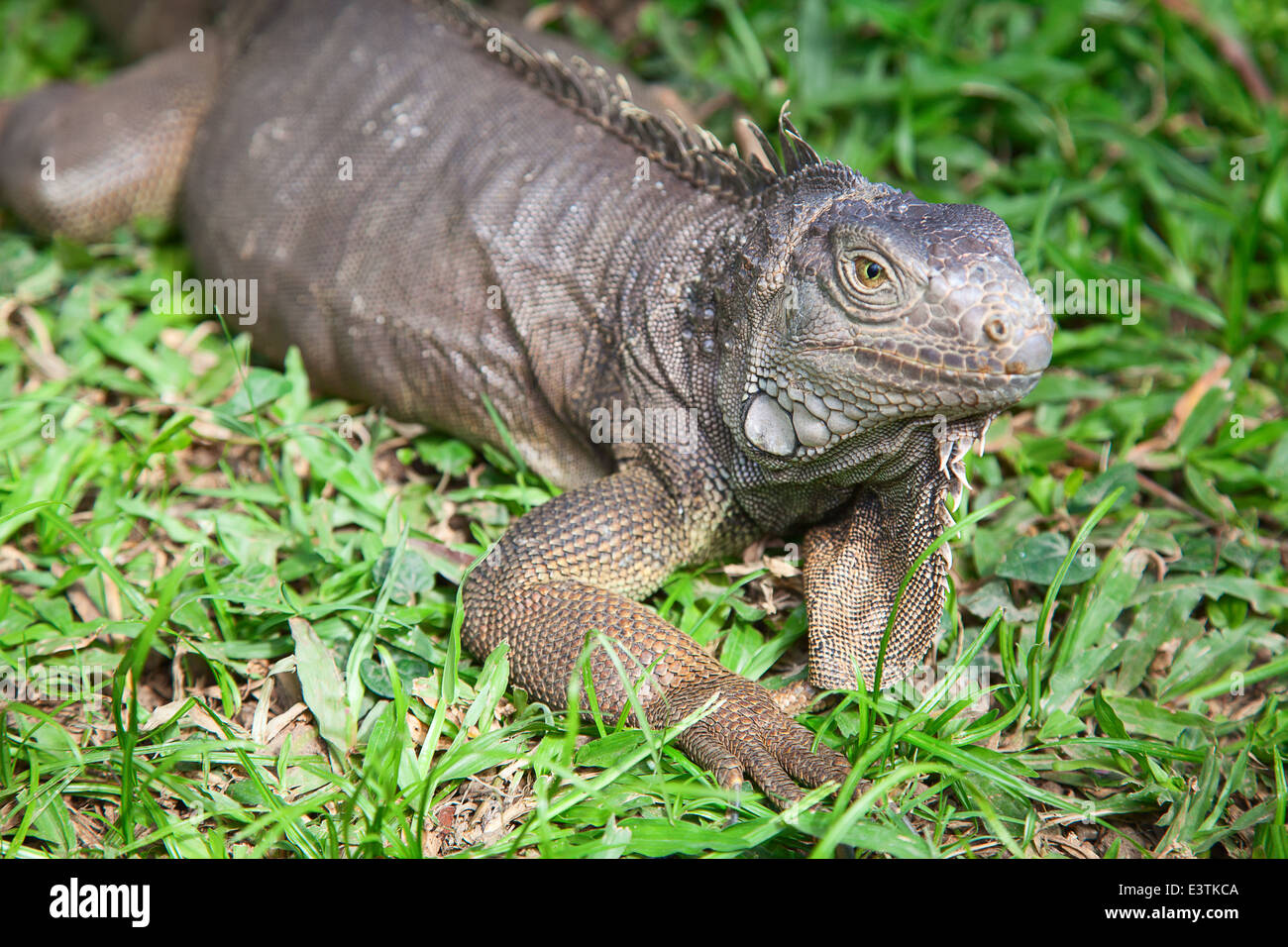Young iguana in the zoo Stock Photo - Alamy