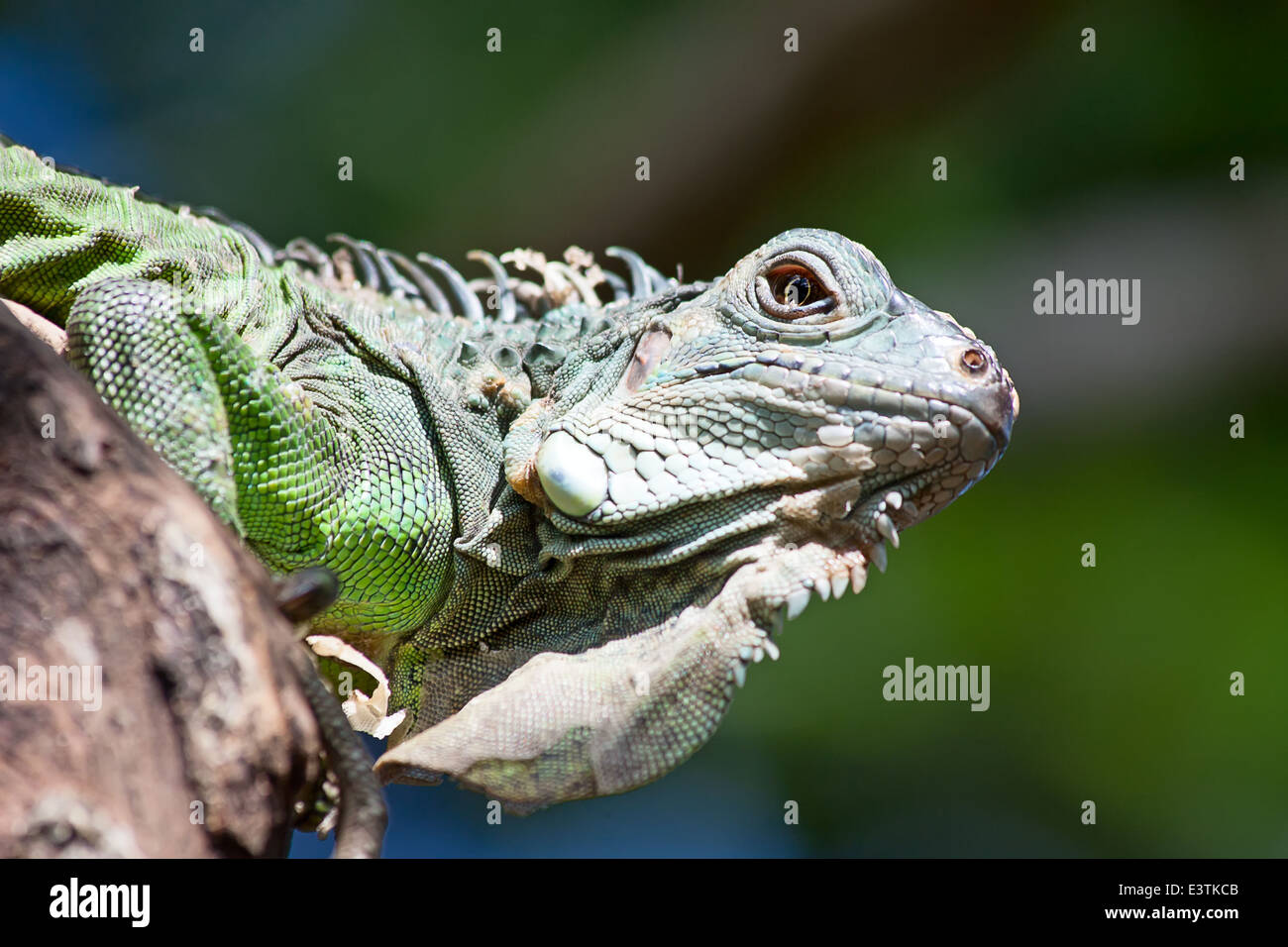 Young iguana in the zoo Stock Photo - Alamy